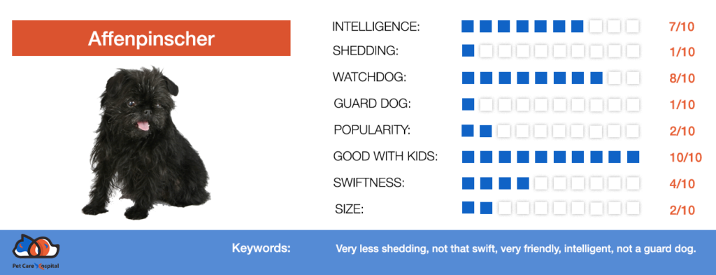 Affenpinscher Dog Breed | All Dog Breeds | All Dog Types